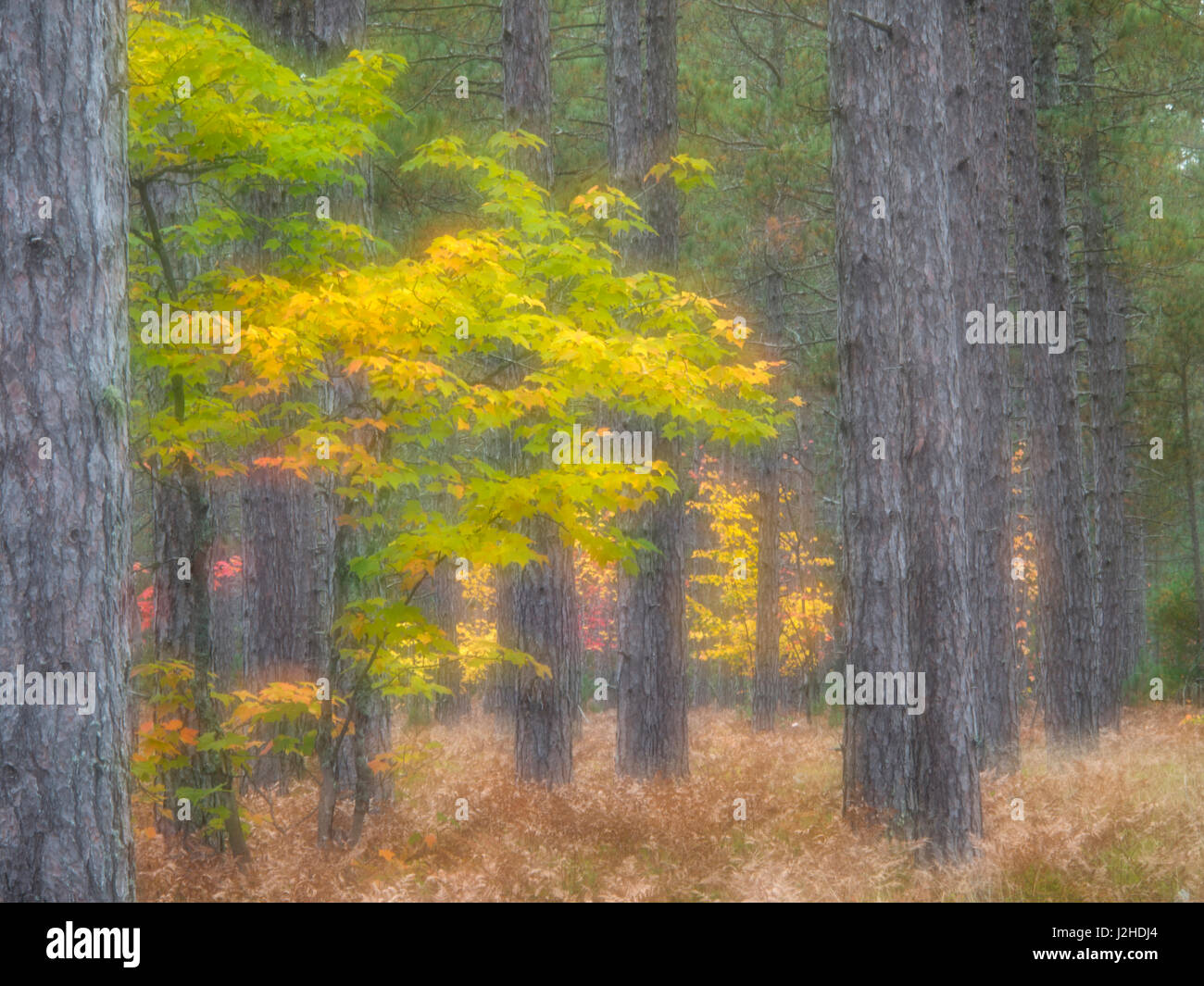 USA, Michigan, Upper Peninsula. Fall foliage and pine trees in the ...