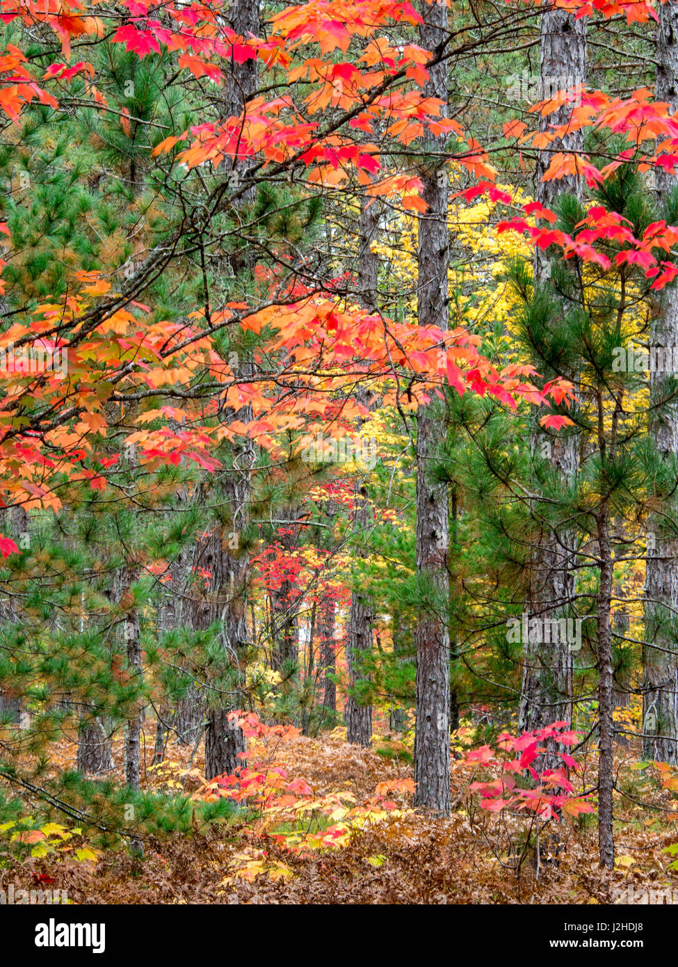 USA, Michigan, Upper Peninsula. Fall foliage and pine trees in the ...