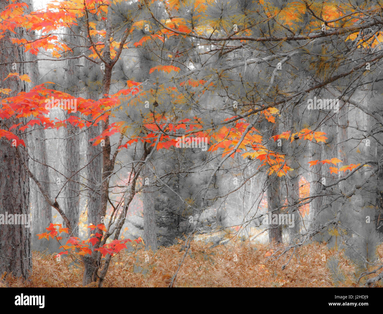 USA, Michigan, Upper Peninsula. Selective color focus in the forest of ...