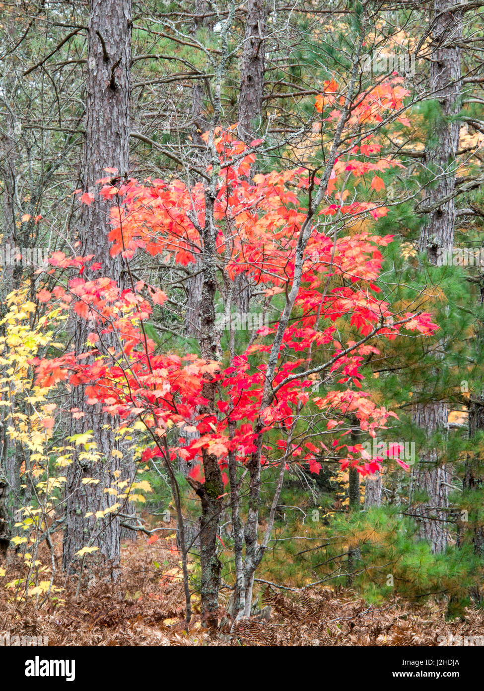 USA, Michigan, Upper Peninsula. Fall foliage and pine trees in the ...