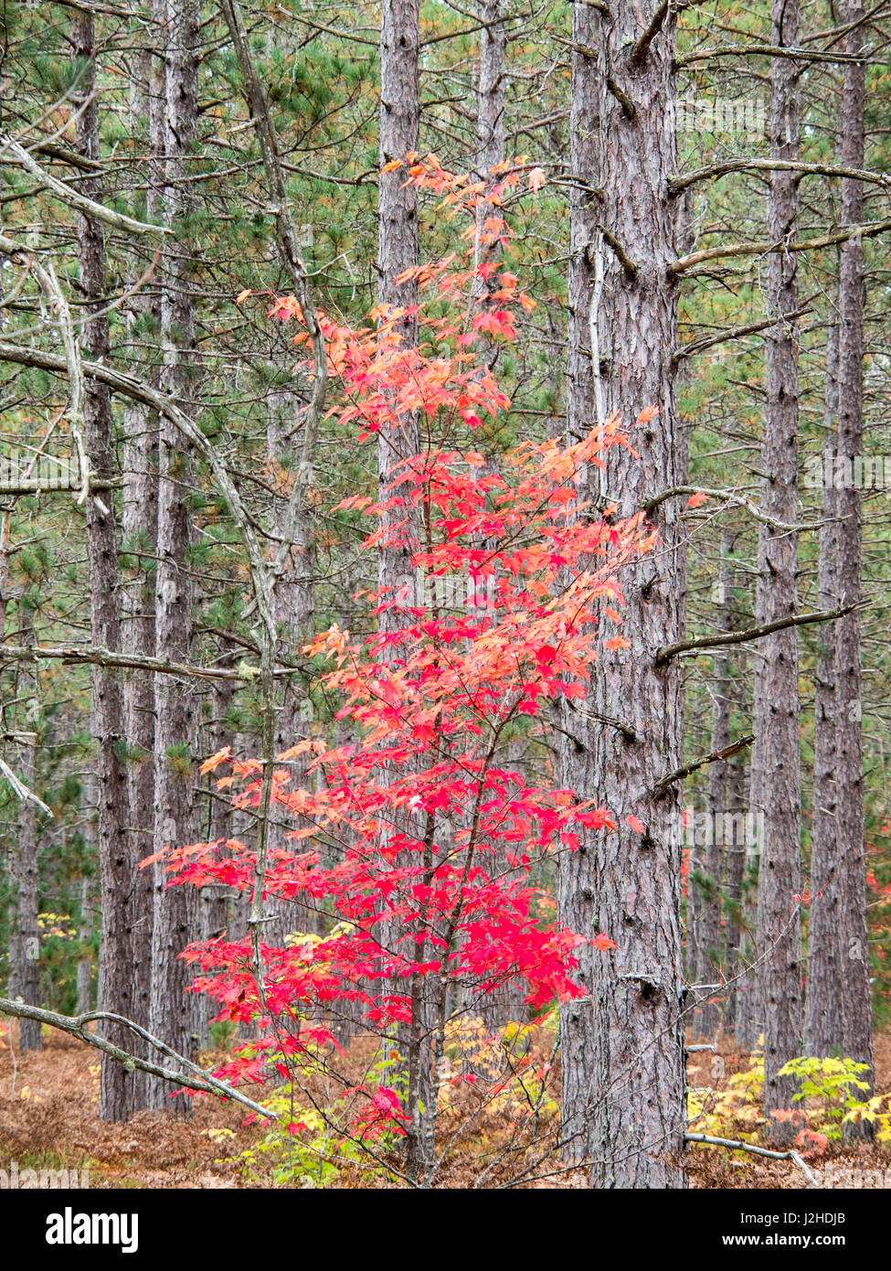 USA, Michigan, Upper Peninsula. Fall foliage and pine trees in the ...