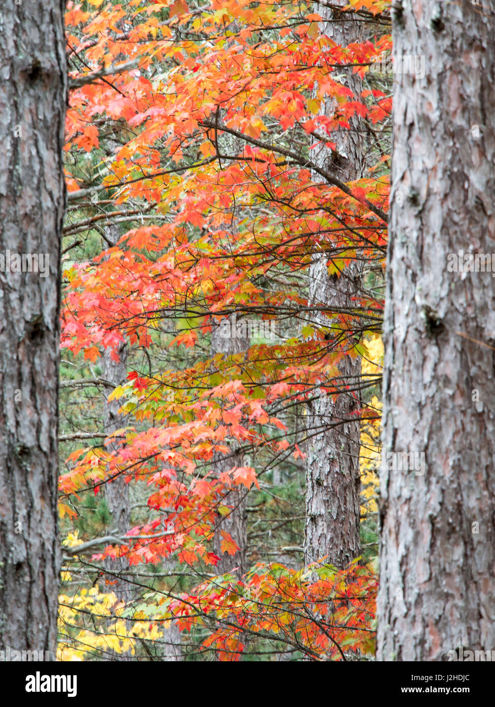 USA, Michigan, Upper Peninsula. Fall foliage and pine trees in the ...