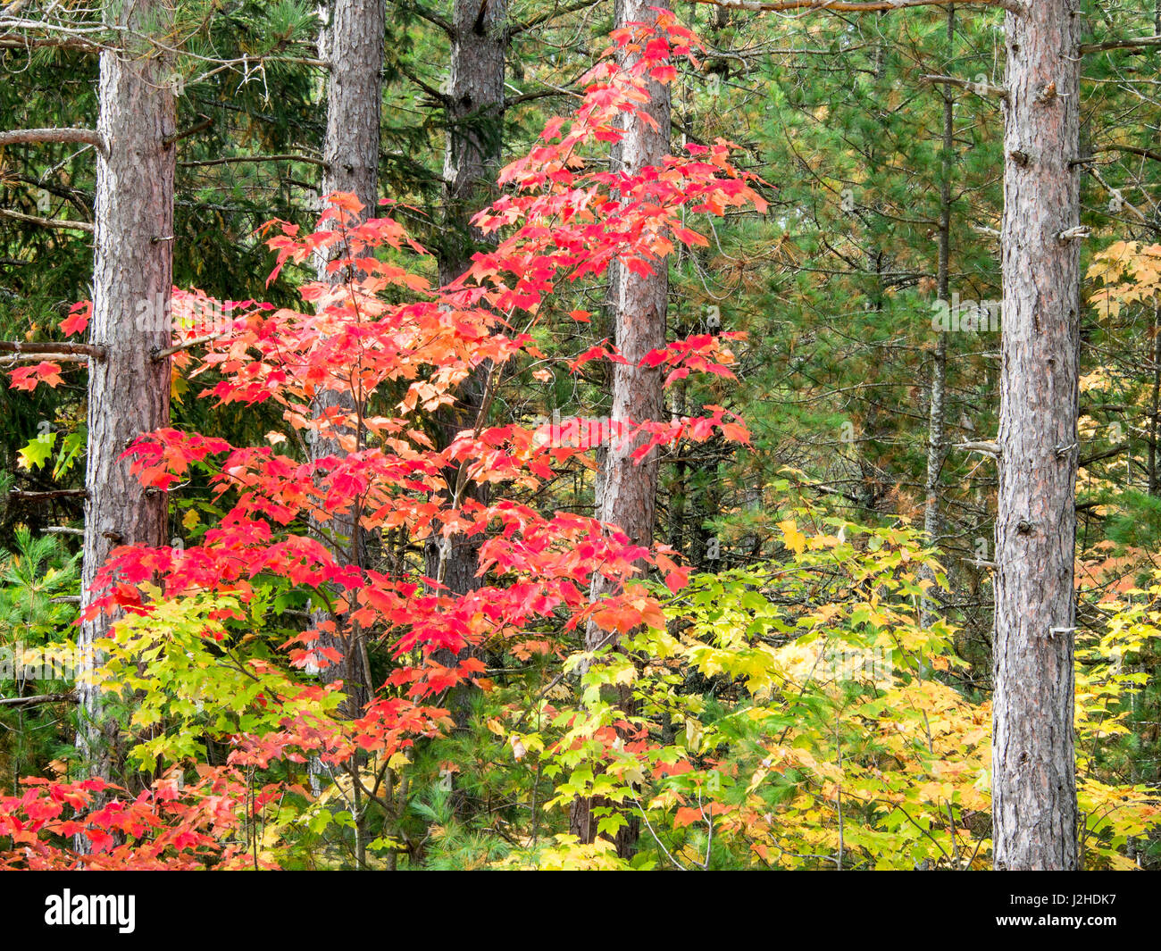 USA, Michigan, Upper Peninsula. Fall foliage and pine trees in the ...