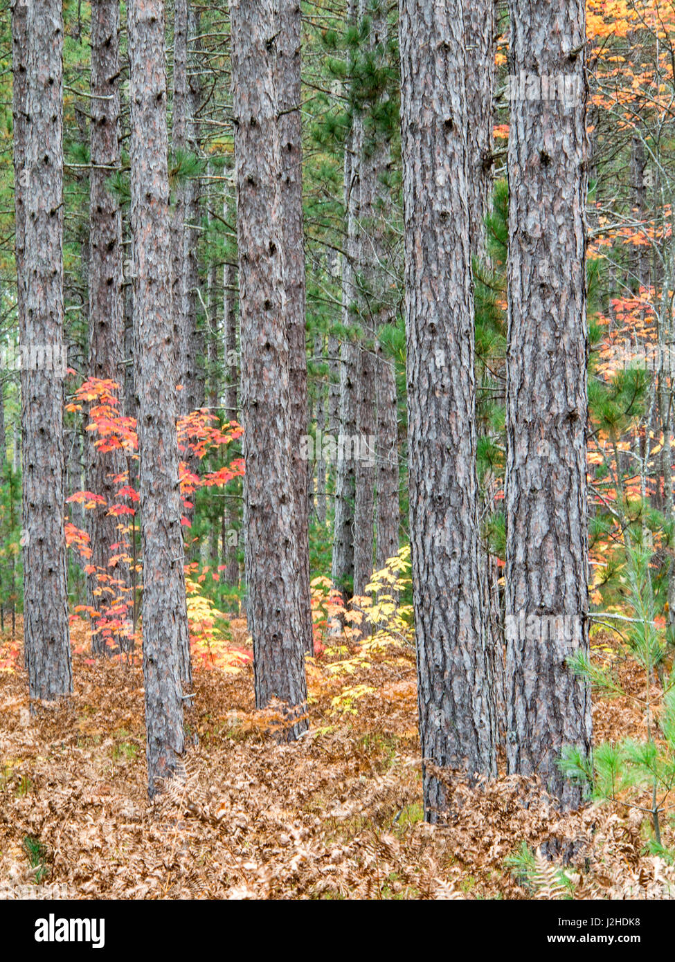 USA, Michigan, Upper Peninsula. Fall foliage and pine trees in the ...