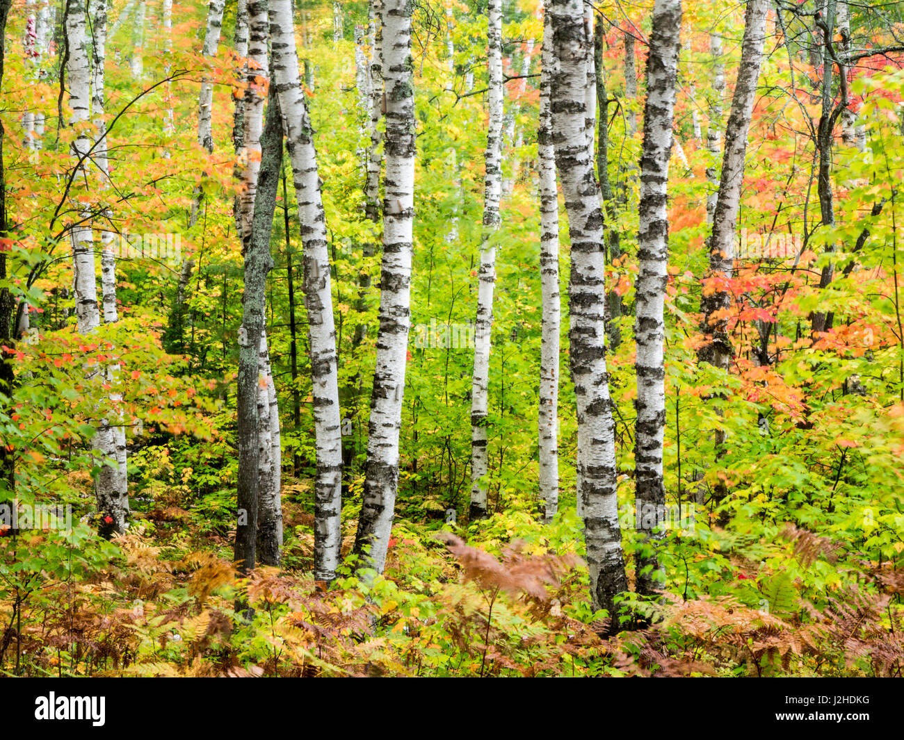 USA, Michigan, Upper Peninsula. Birch (Betula ) trunk and maple leaves ...
