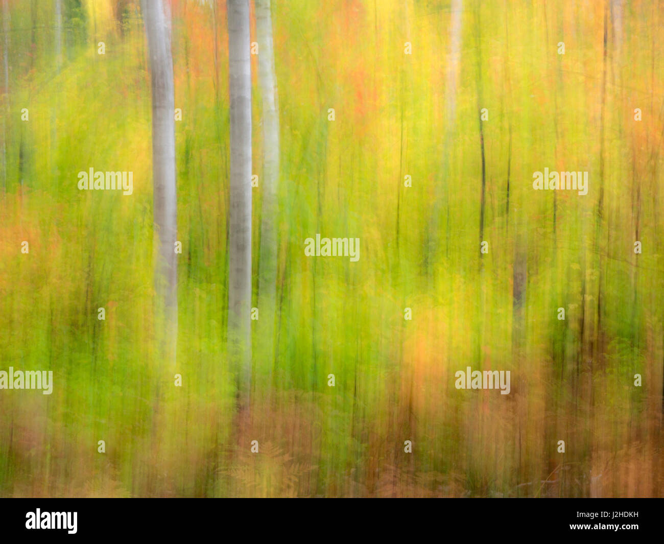 USA, Michigan, Upper Peninsula. A panned motion blur of autumn woodland ...