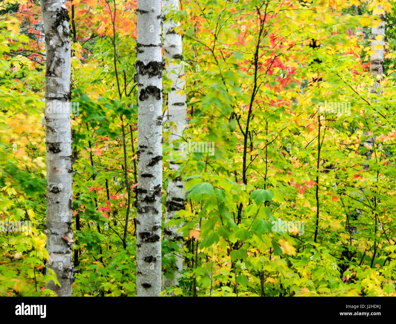 USA, Michigan, Upper Peninsula. Birch (Betula ) trunk and maple leaves ...