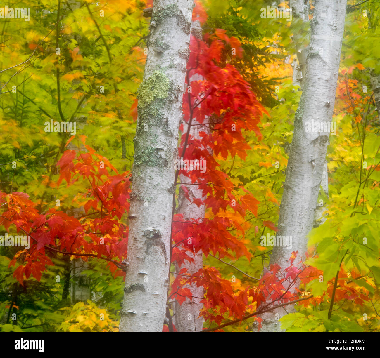 USA, Michigan, Upper Peninsula. Birch (Betula ) trunk and maple leaves ...