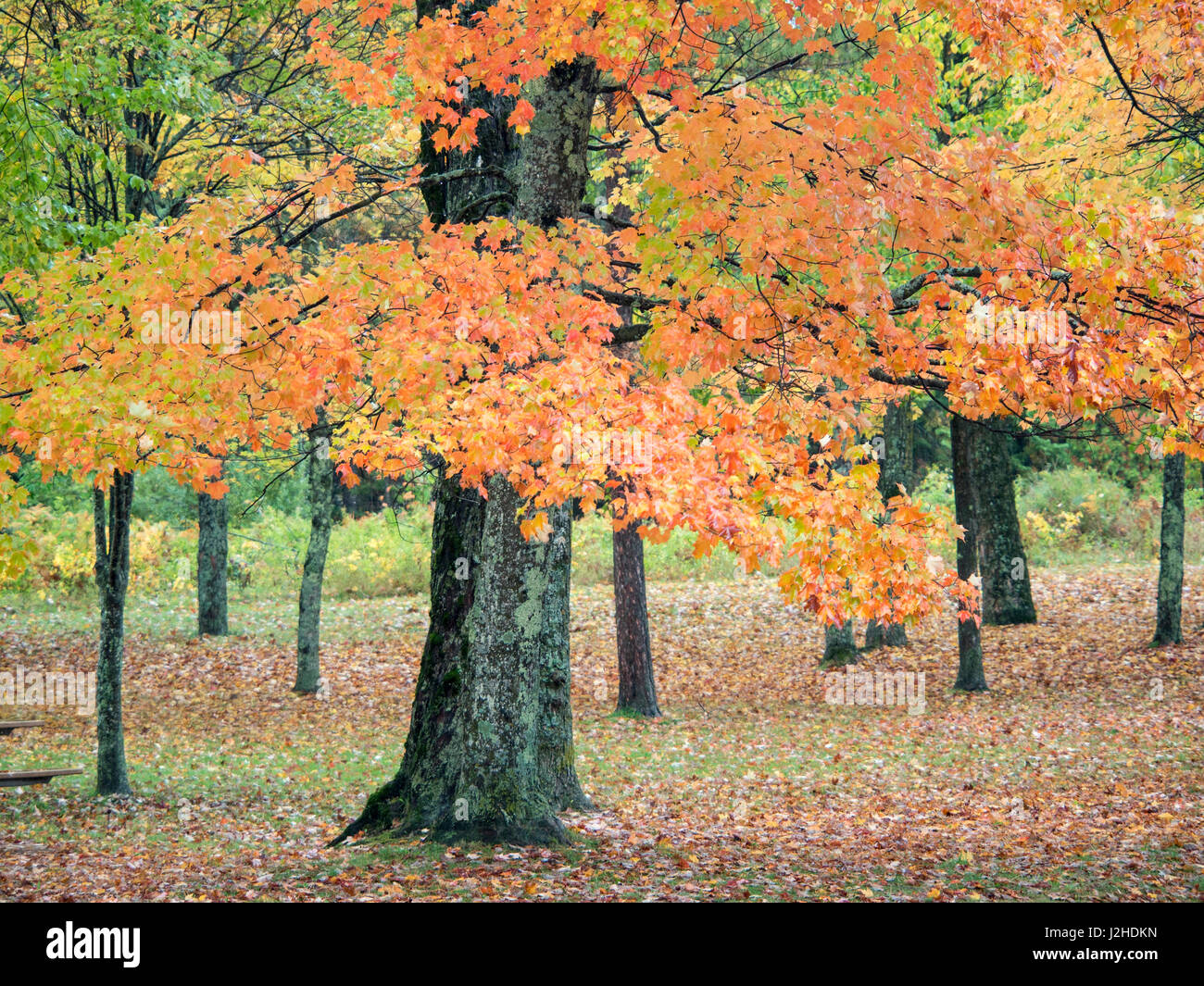 Upper peninsula fall foliage pine hi-res stock photography and images ...