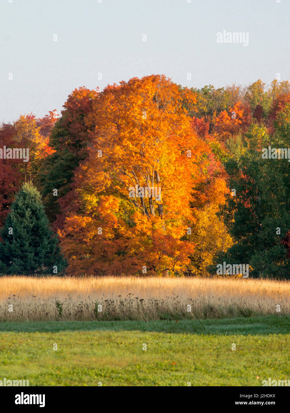 USA, Michigan, Upper Peninsula. Fall colors in Hiawatha National Forest ...
