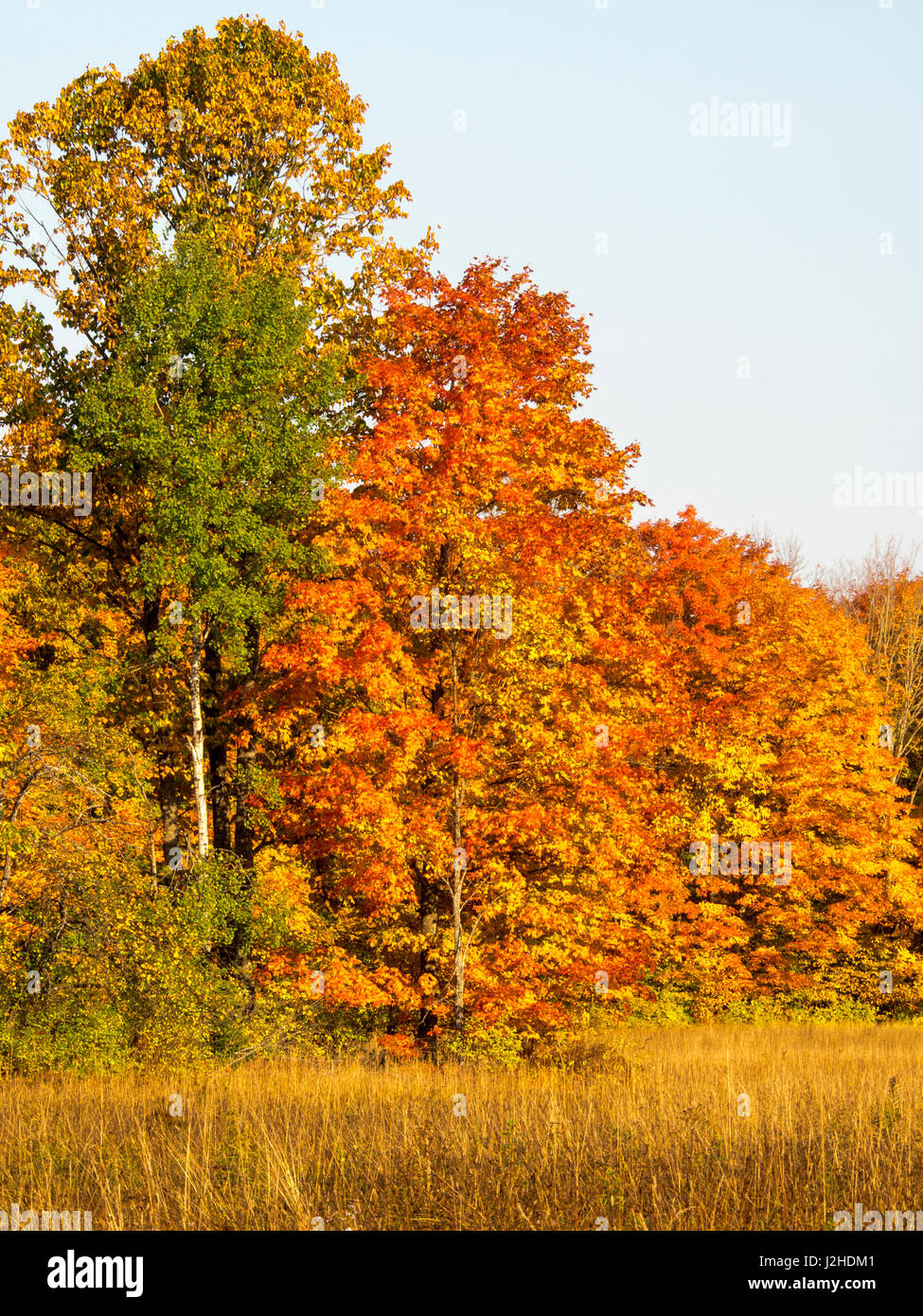 USA, Michigan, Upper Peninsula. Fall colors in Hiawatha National Forest ...