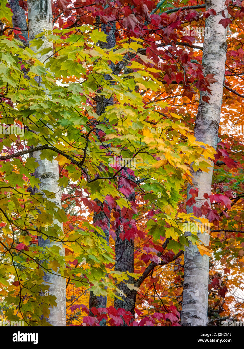 Upper peninsula red maple trees hi-res stock photography and images - Alamy