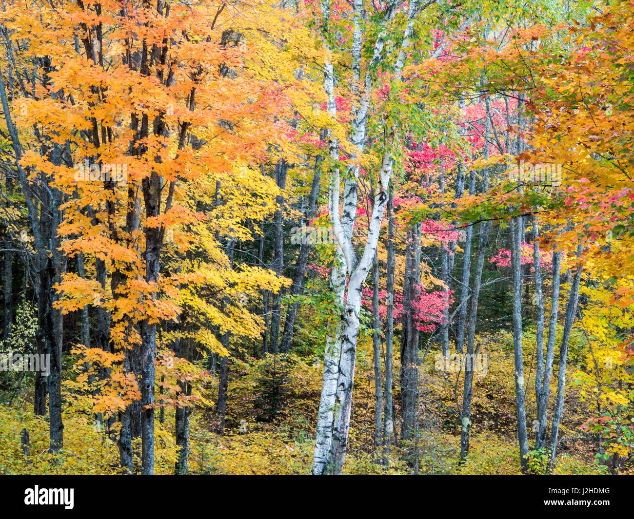 USA, Michigan, Upper Peninsula. Hardwood forest in Ontonagon County in ...