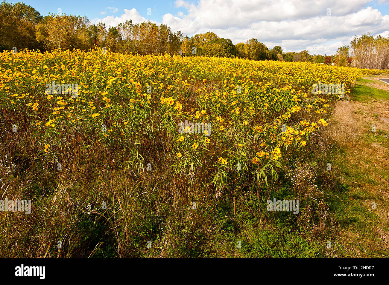 Minnesota, West Saint Paul, Field of Yellow Daisy Wildflower, and puffy ...
