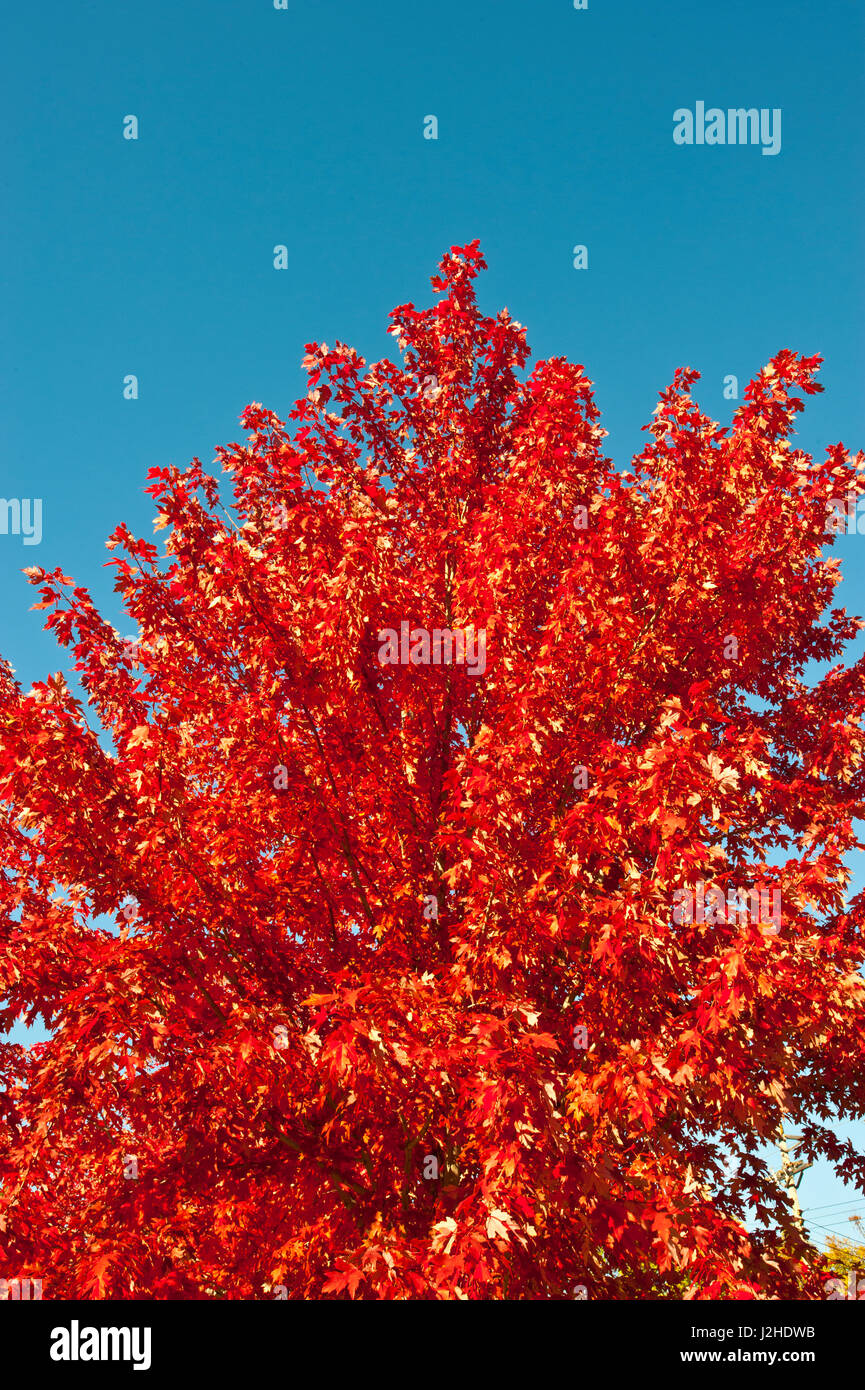 USA, Minnesota, West Saint Paul, maple tree Stock Photo - Alamy