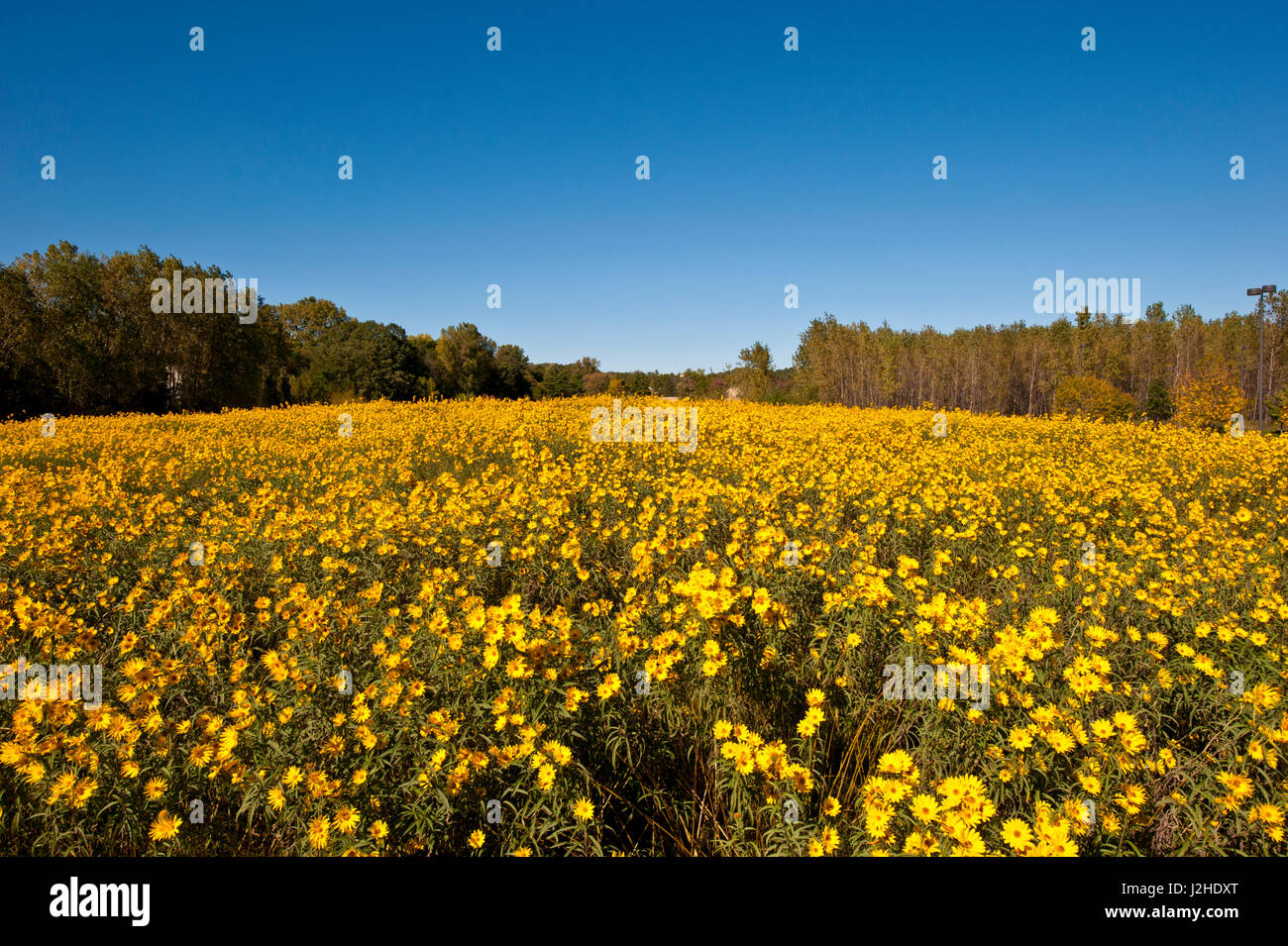 USA, Minnesota, West Saint Paul, Field of Yellow Daisy Wildflower Stock ...