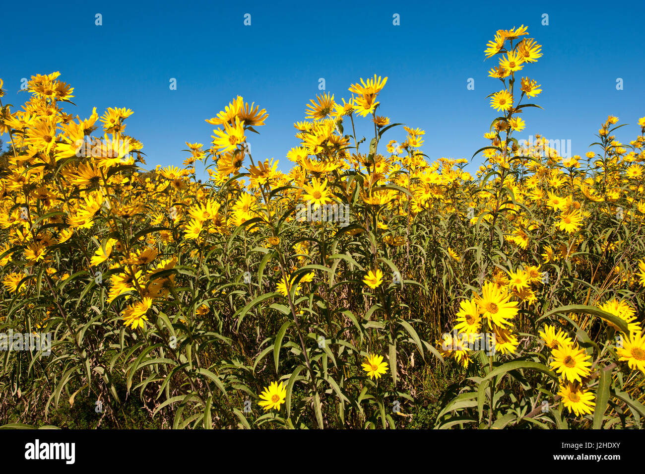 USA, Minnesota, West Saint Paul, Field of Yellow Daisy Wildflower Stock ...