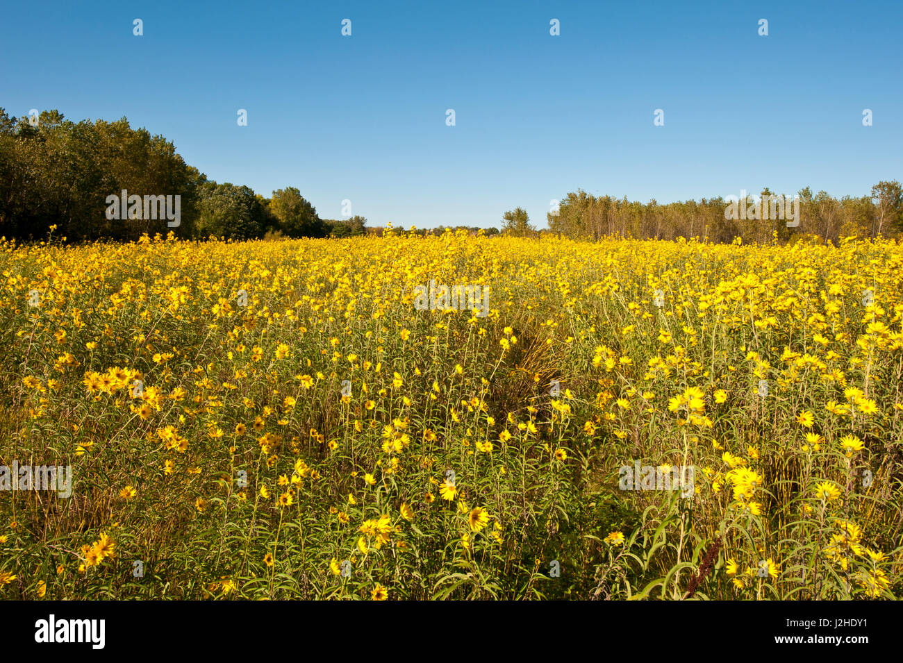 USA, Minnesota, West Saint Paul, Field of Yellow Daisy Wildflower Stock ...