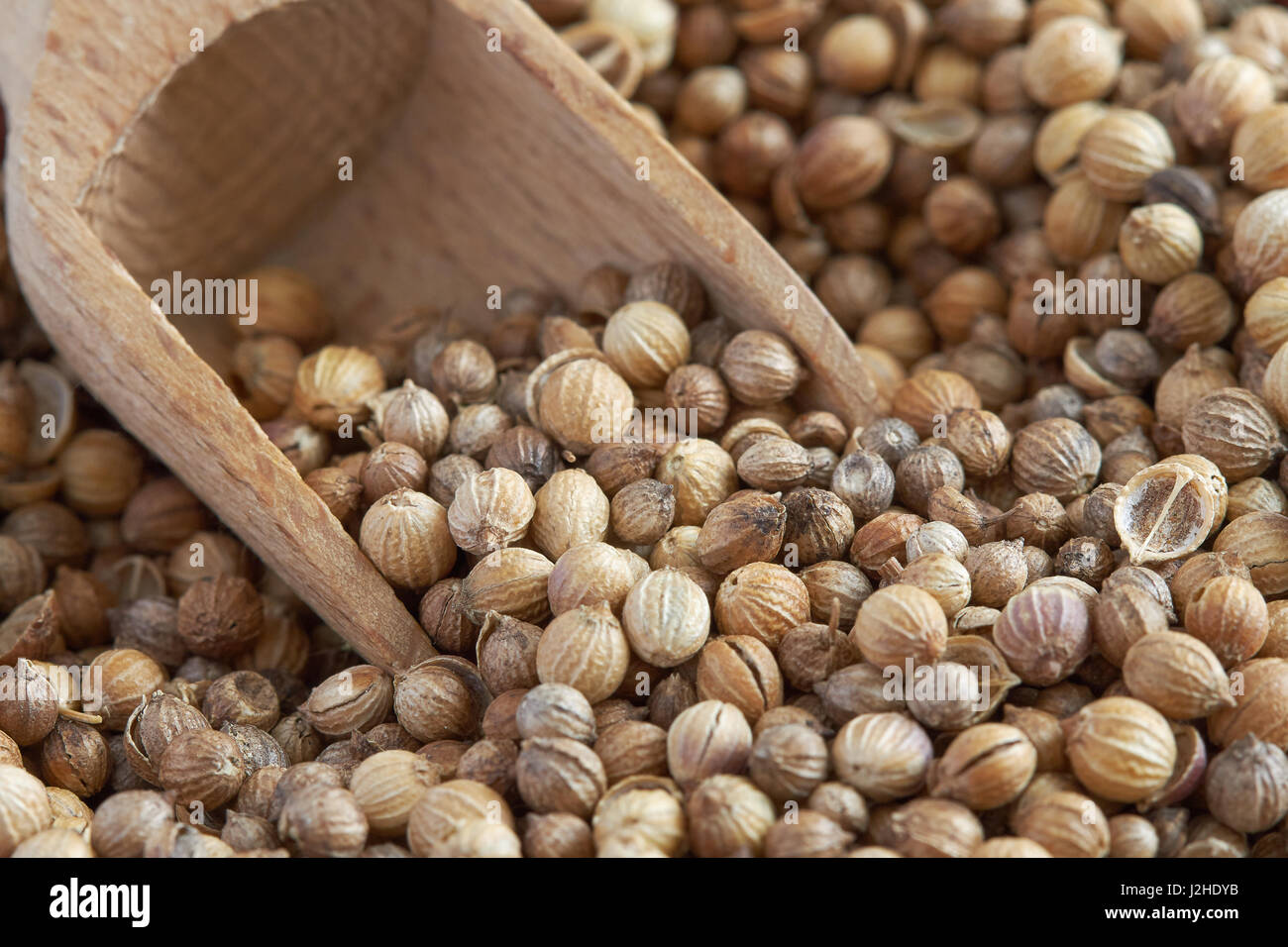 Closeup of dried coriander seeds with wooden scoop Stock Photo - Alamy