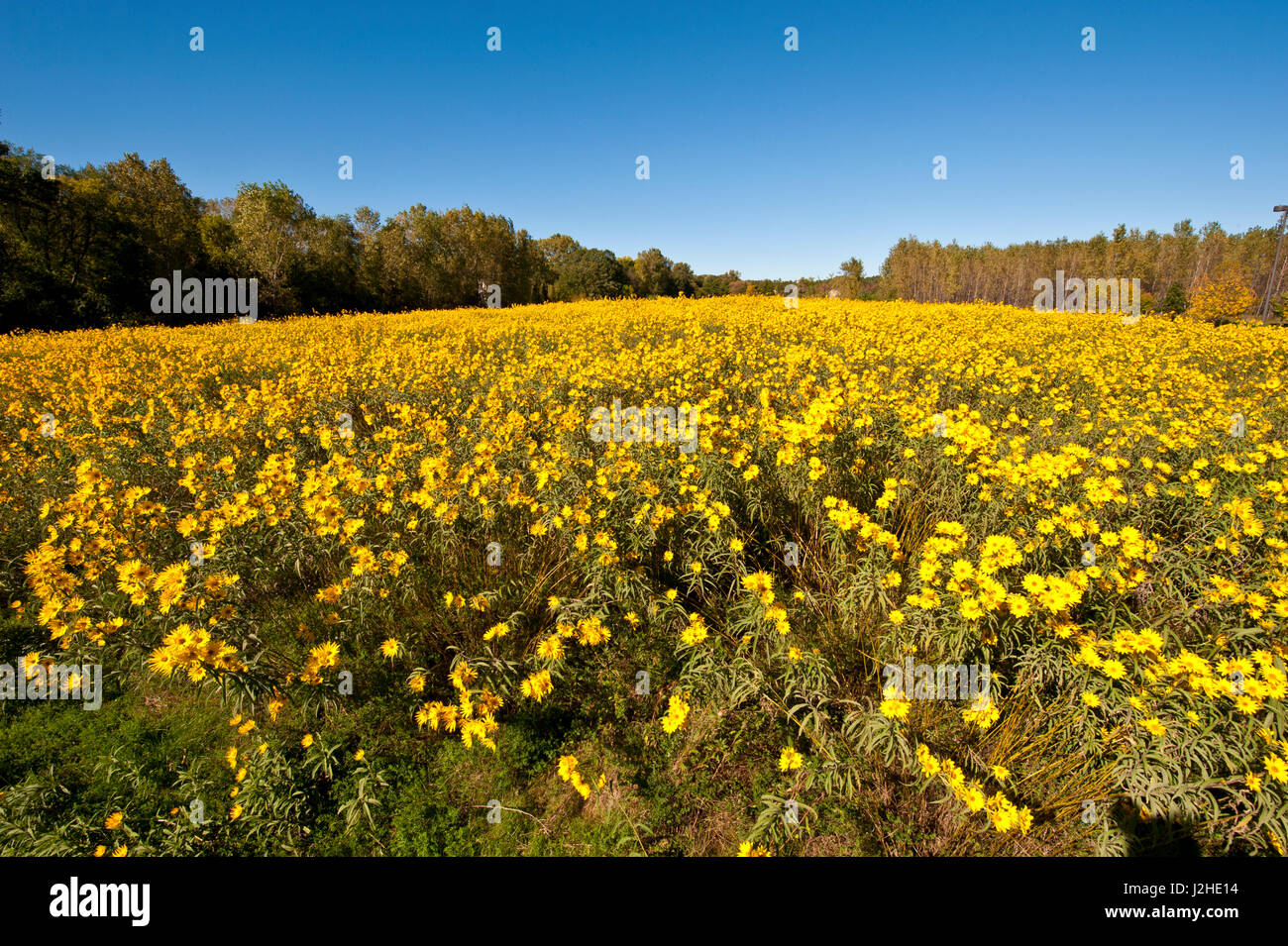 Minnesota, West Saint Paul, Field of yellow daisy wildflowers Stock ...