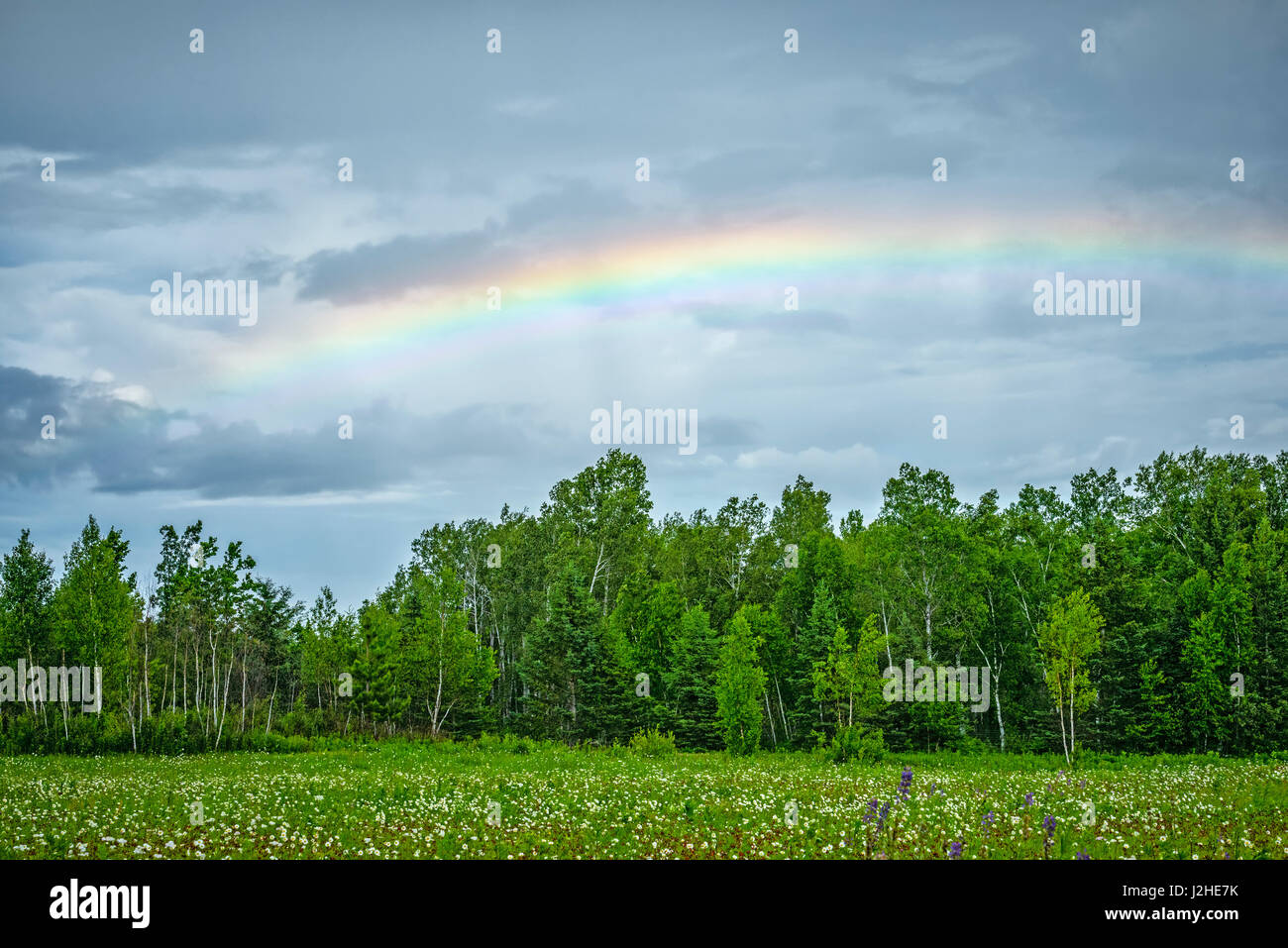 USA, Minnesota. Green meadow with wildflowers and rainbow (Large format ...