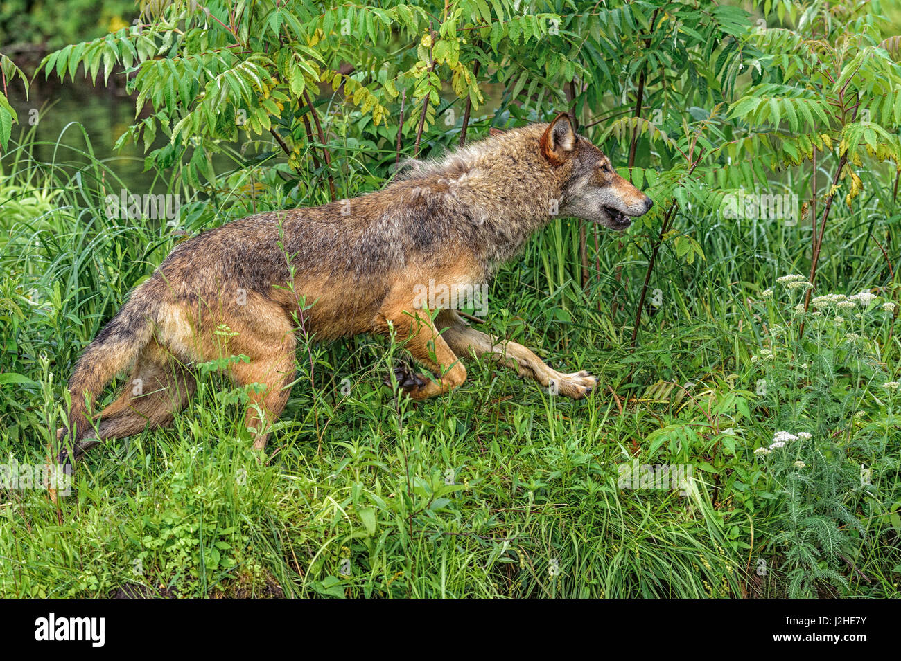 USA, Minnesota, Sandstone, Minnesota Wildlife Connection. Grey wolf ...