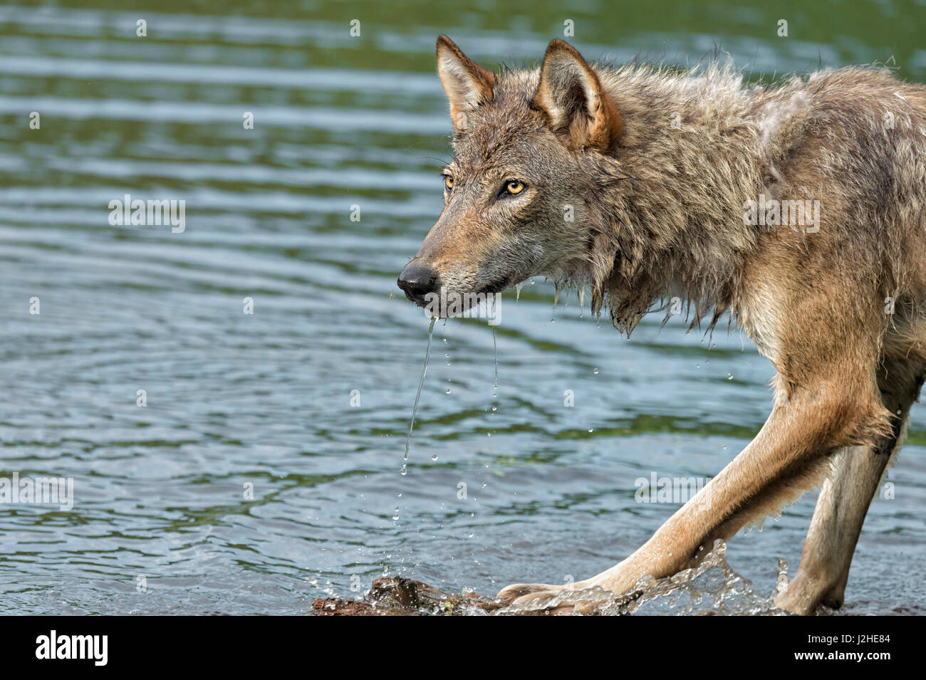 USA, Minnesota, Sandstone, Minnesota Wildlife Connection. Grey wolf on ...