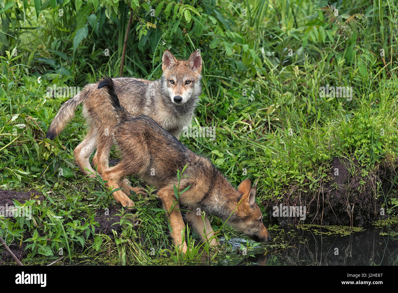 USA, Minnesota, Sandstone, Minnesota Wildlife Connection. Grey wolf ...