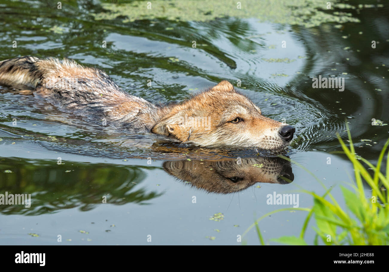 USA, Minnesota, Sandstone, Minnesota Wildlife Connection. Grey wolf ...