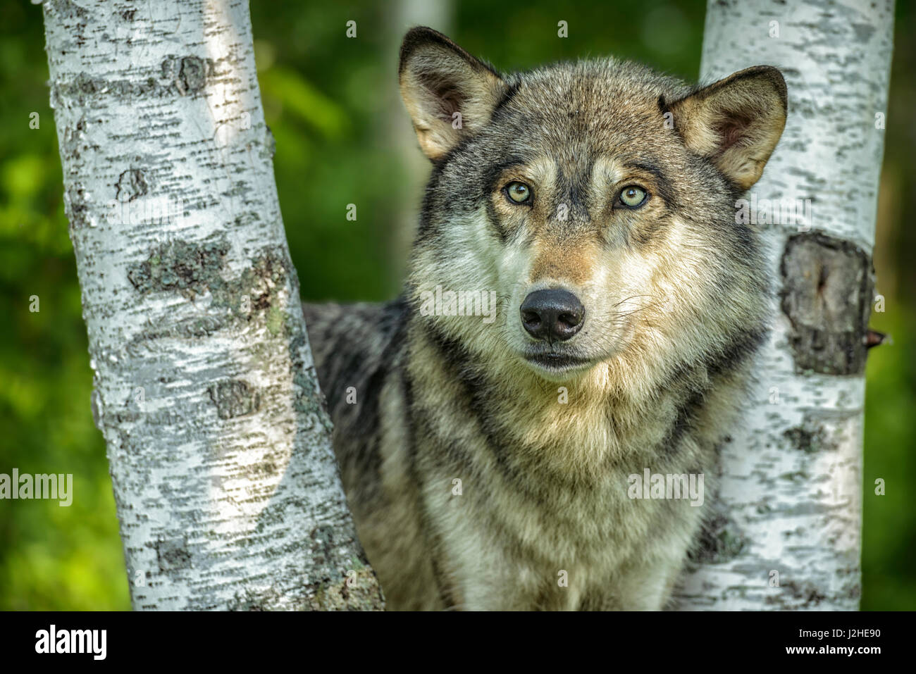 USA, Minnesota, Sandstone, Minnesota Wildlife Connection. Close-up of ...