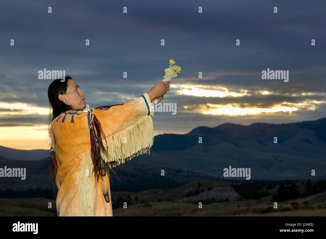 Traditional Native American man makes an offering of plant medicine to ...