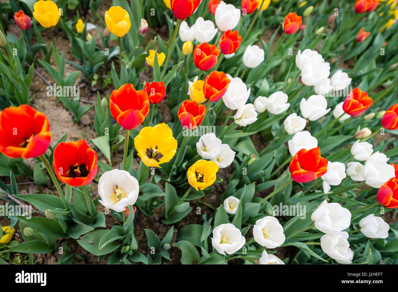 Tulips during the Istanbul Tulip festival Stock Photo - Alamy