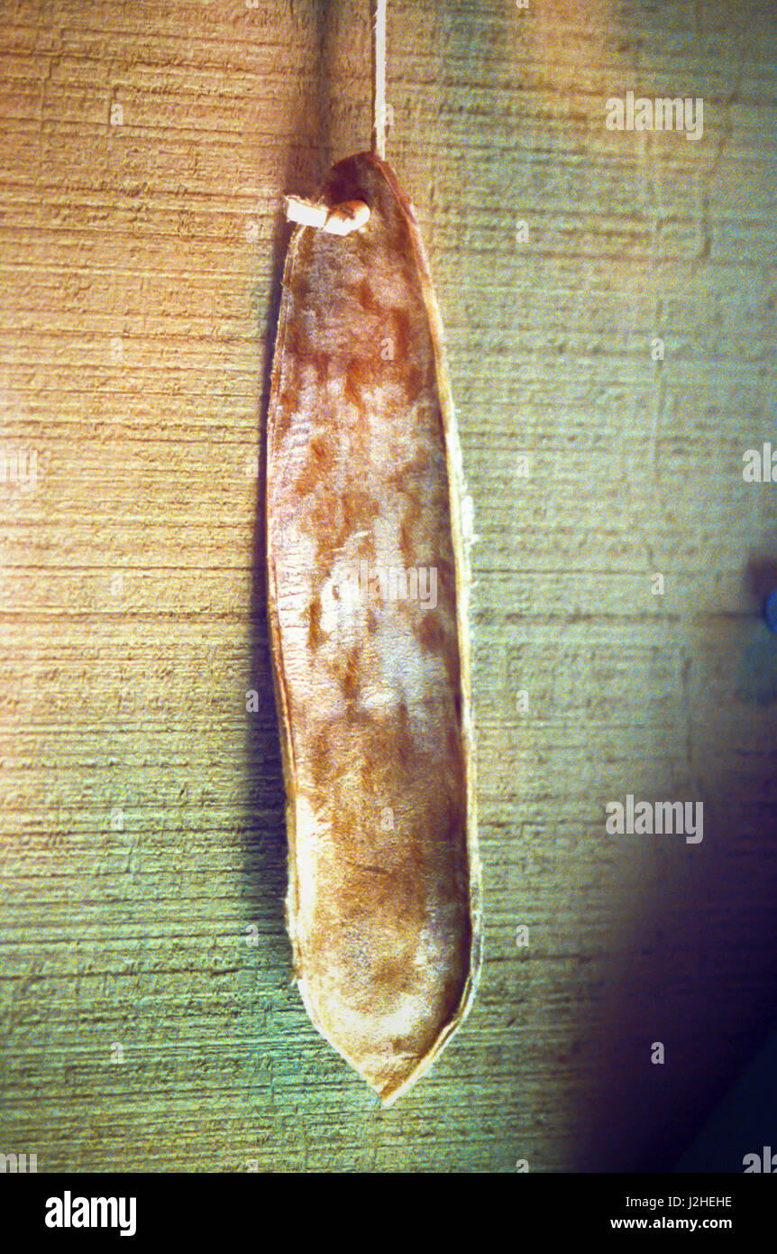 Bull roarer hi-res stock photography and images - Alamy