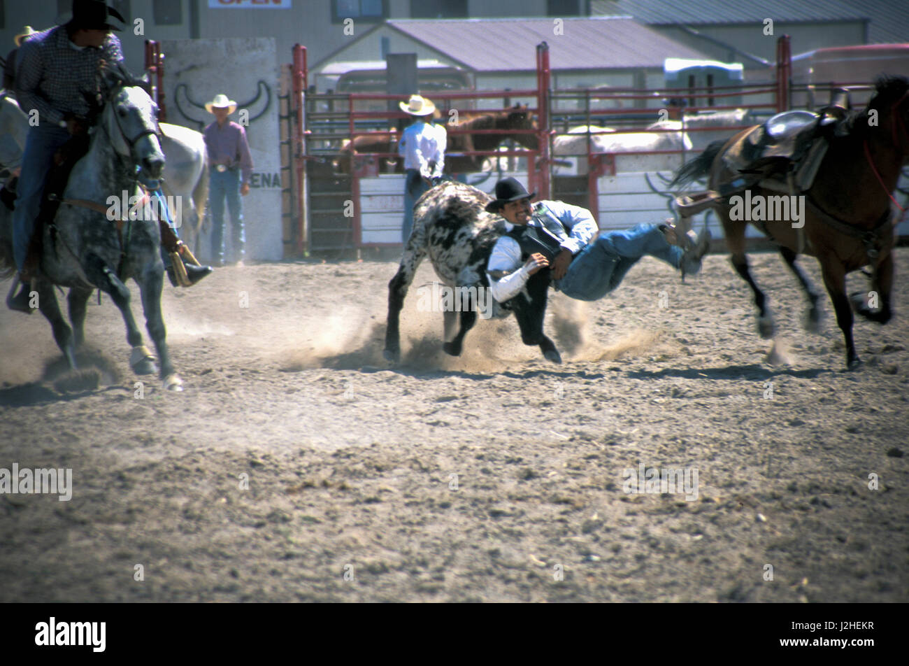 Blackfeet cowboy steer wrestling during the all Indian rodeo in ...