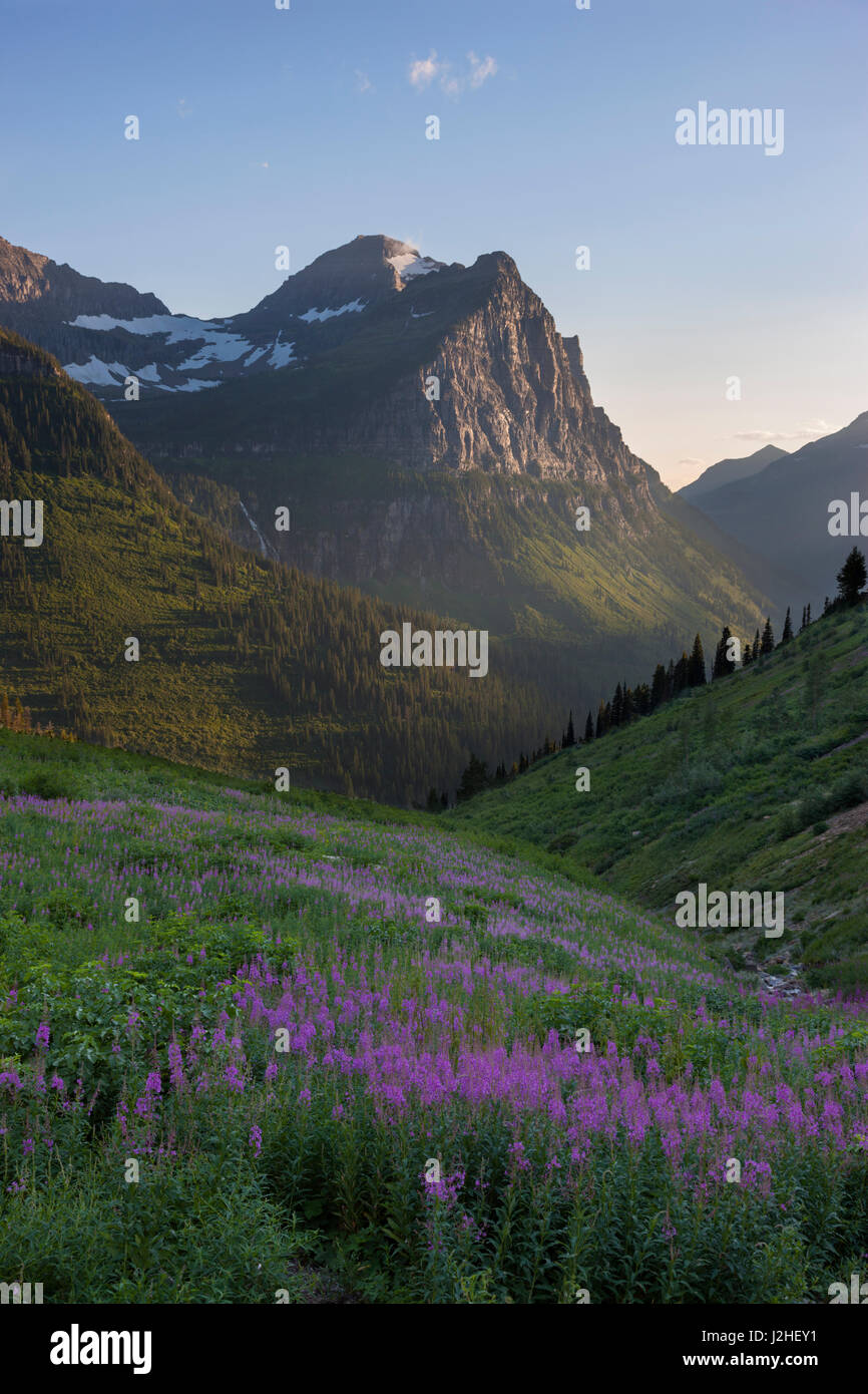 USA, Montana, Glacier National Park. Cannon Mountain and fireweed in ...