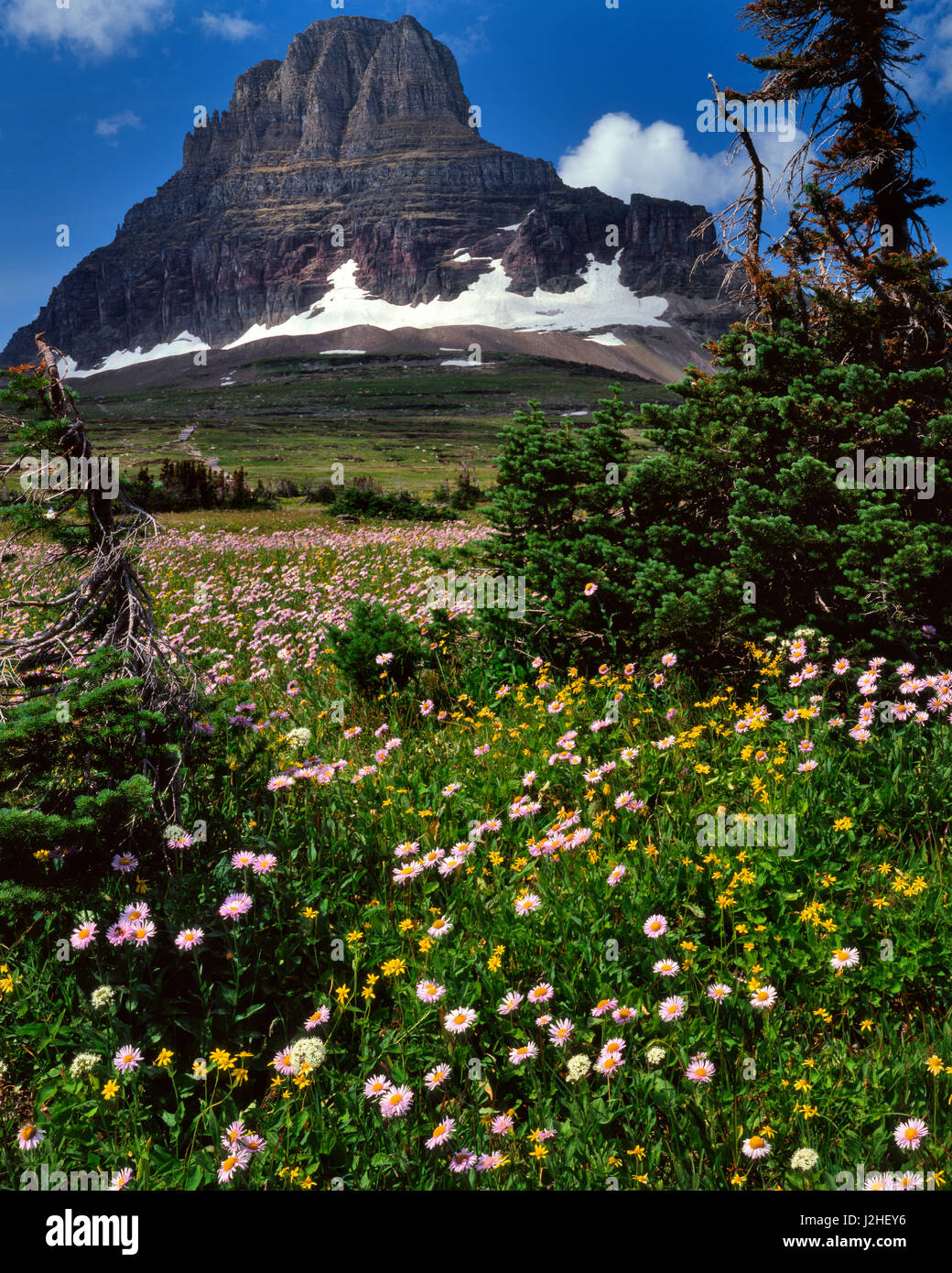 USA, Montana, Glacier National Park. Clements Mountain and field of ...