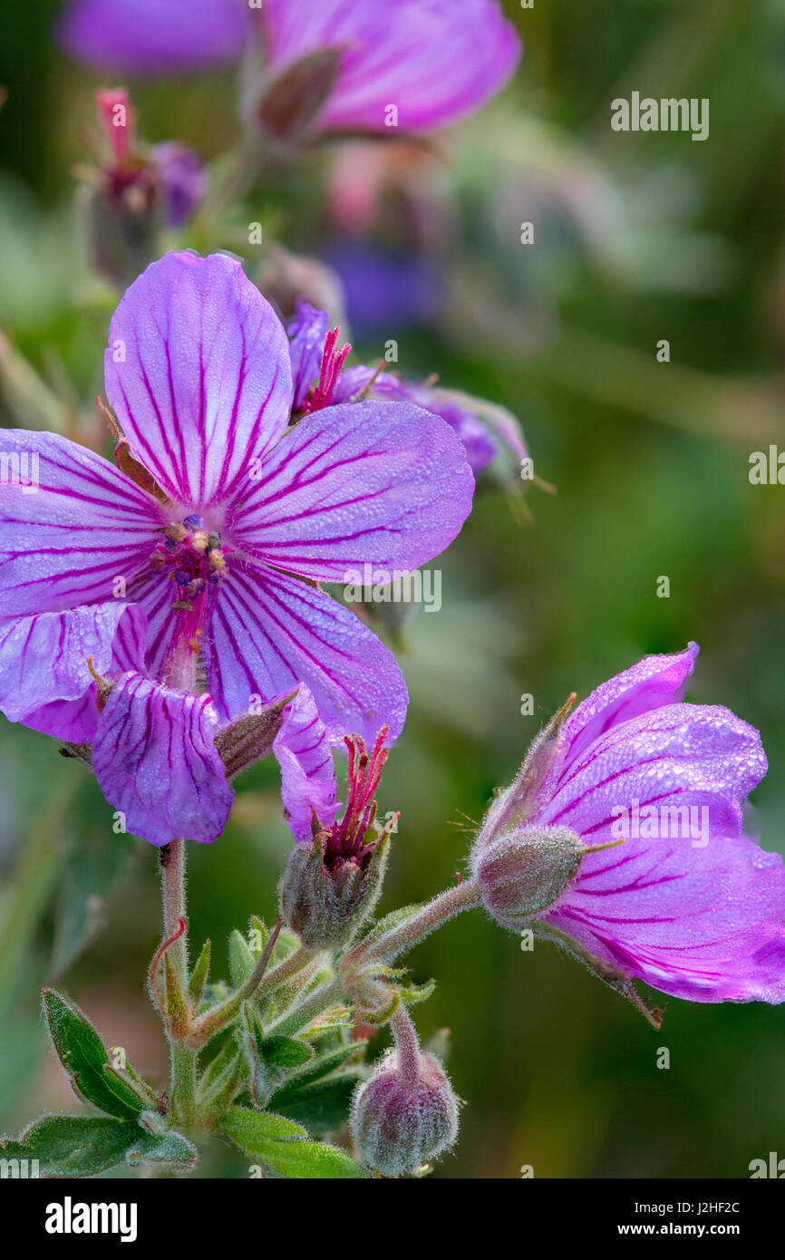 Sticky geranium wildflowers in Glacier National Park, Montana, USA ...