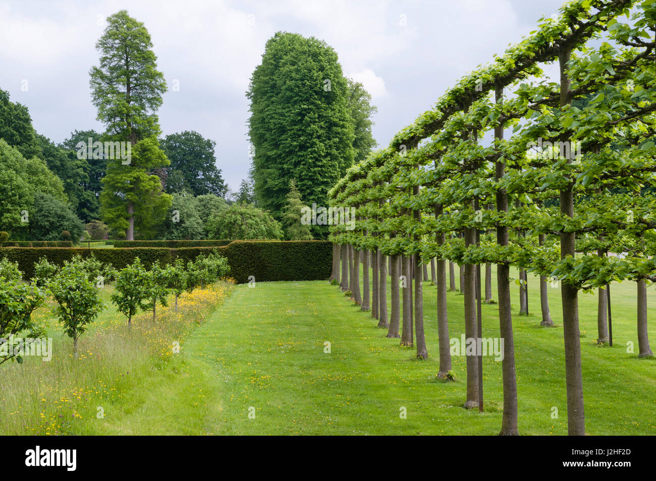 An avenue of pleached lime trees (Tilia x euchlora) in the restored ...