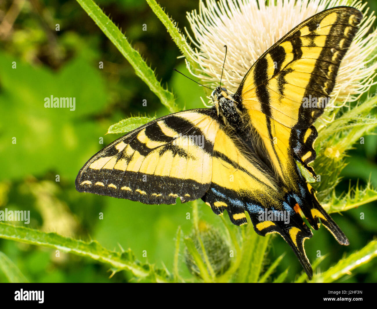Western Tiger Swallowtail on a thistle in the Great Bear Wilderness in ...