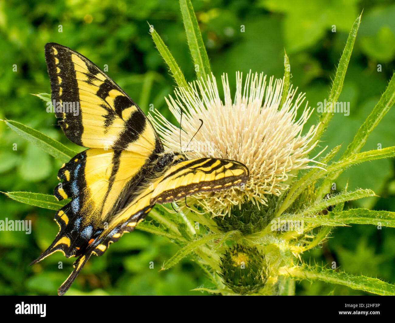 Western swallowtail on thistle hi-res stock photography and images - Alamy
