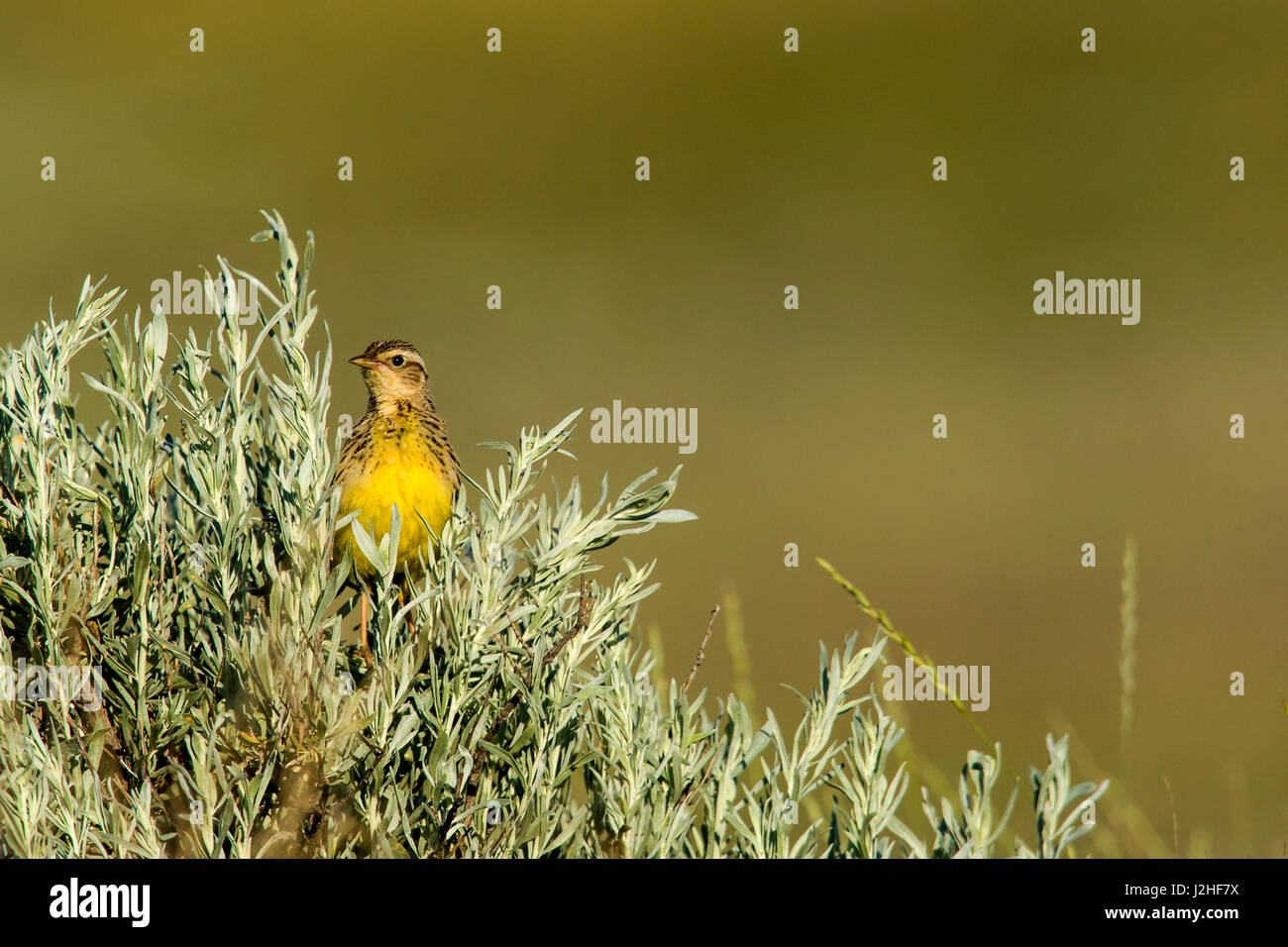 Meadowlark in sagebrush in Garfield County, Montana, USA Stock Photo ...