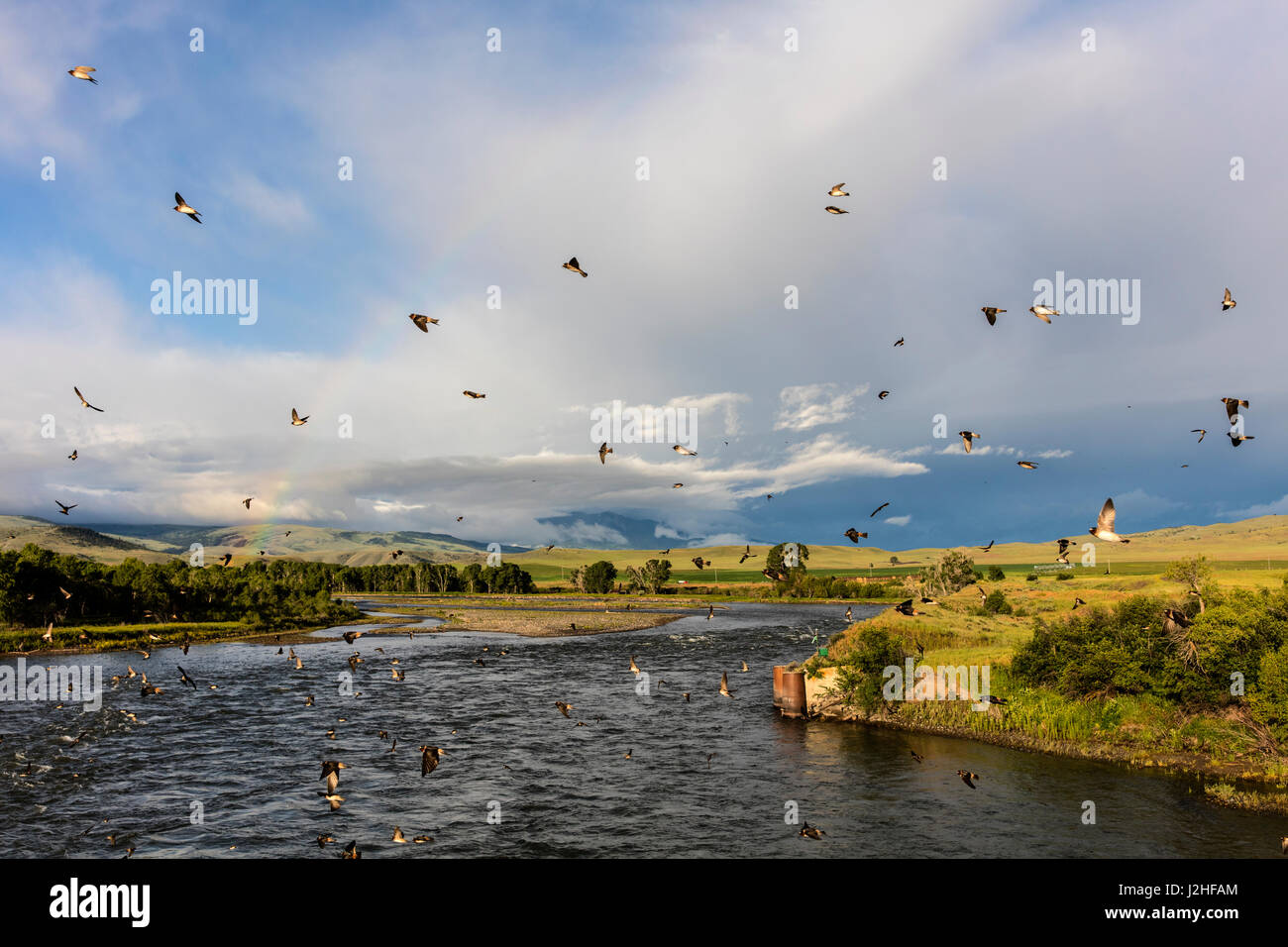 Cliff swallows fly over the Yellowstone River near Springdale, Montana ...