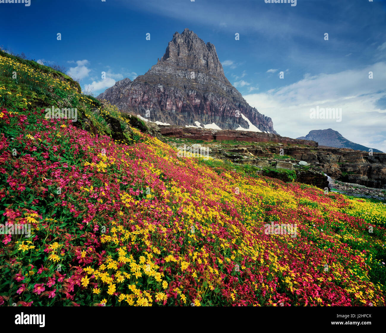 USA, Montana, Glacier National Park, Wildflowers and a mountain peak. (Large format sizes ...