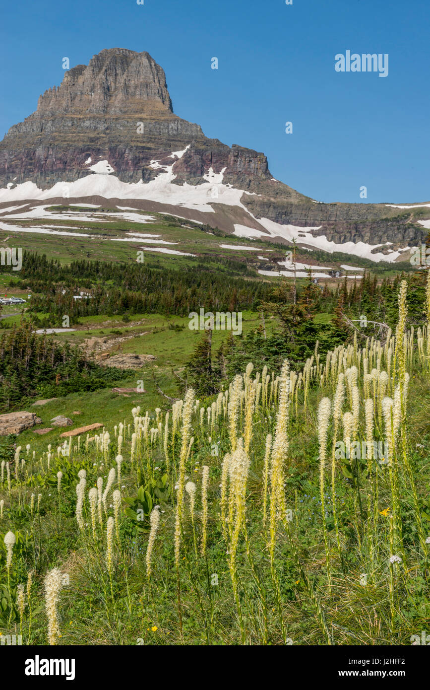 Clement's Mountain with Beargrass, Glacier National Park (Large format ...