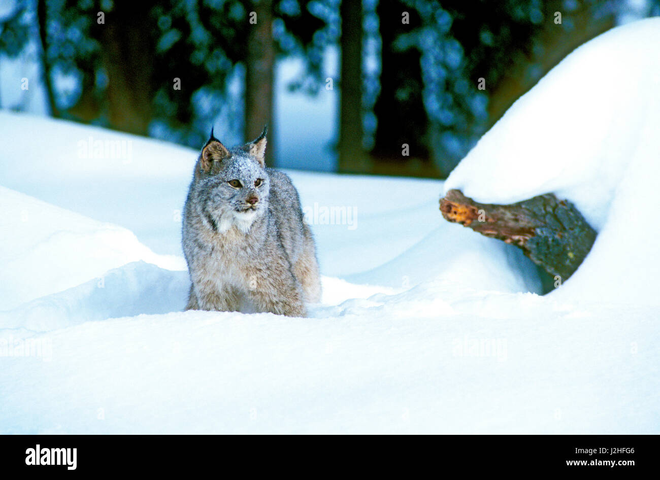 A Canadian Lynx (lynx canadensis) pauses in the snow Stock Photo - Alamy