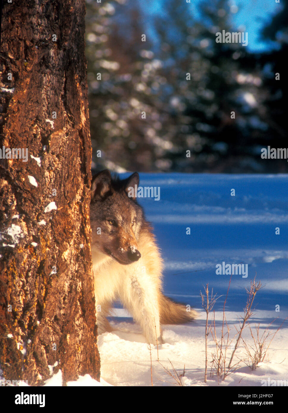 Wolf behind tree hi-res stock photography and images - Alamy