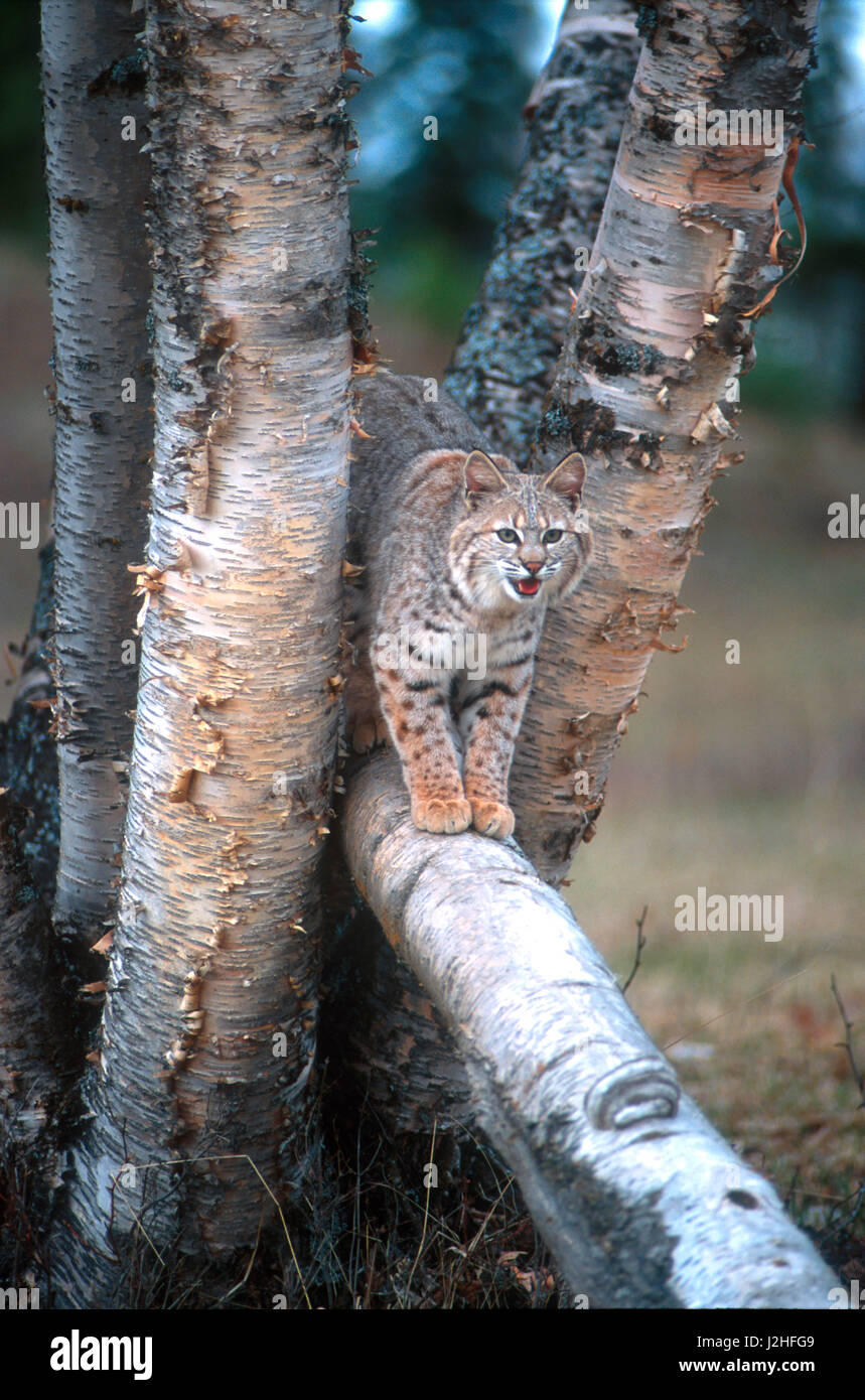 Bobcat snarling hi-res stock photography and images - Alamy