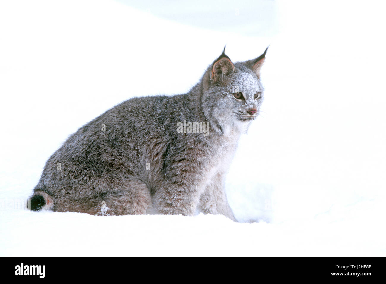 A Canadian Lynx (lynx canadensis) pauses in the snow Stock Photo - Alamy