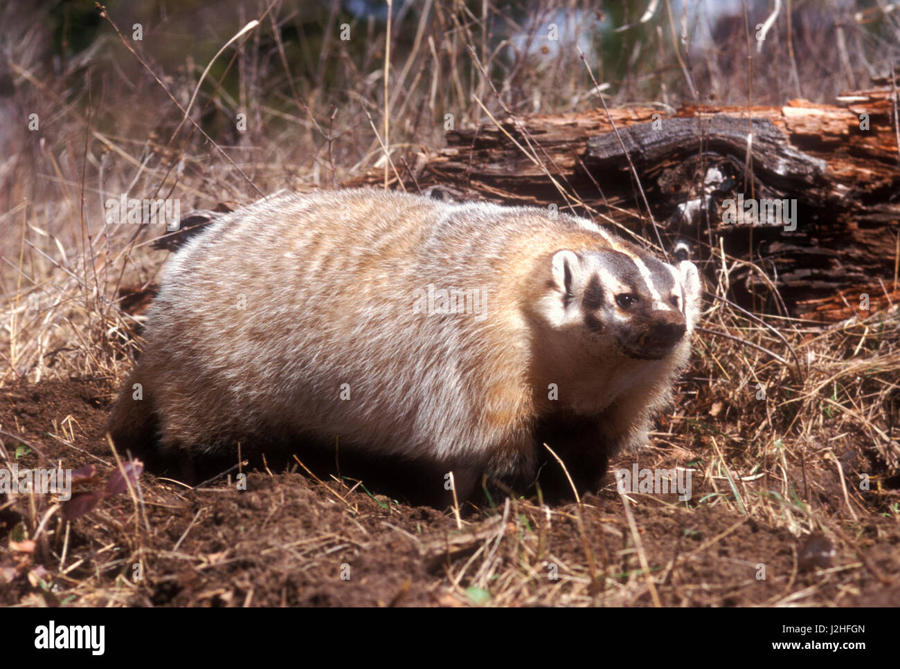 Badger digging a den hi-res stock photography and images - Alamy