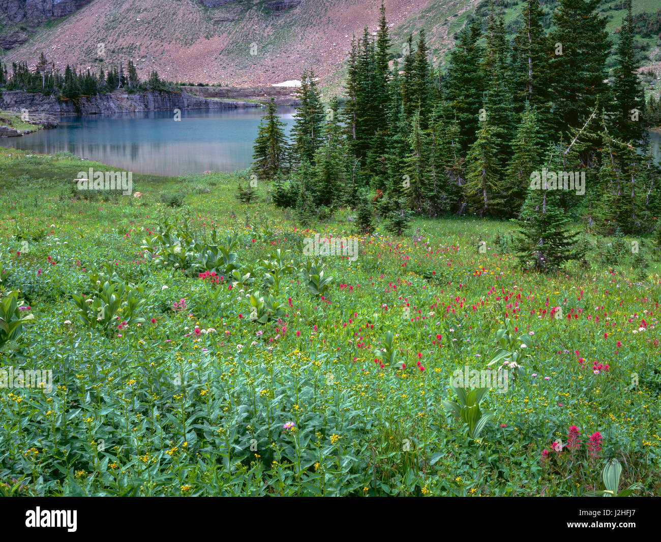 USA, Montana, Glacier National Park, Summer wildflowers bloom alongside ...